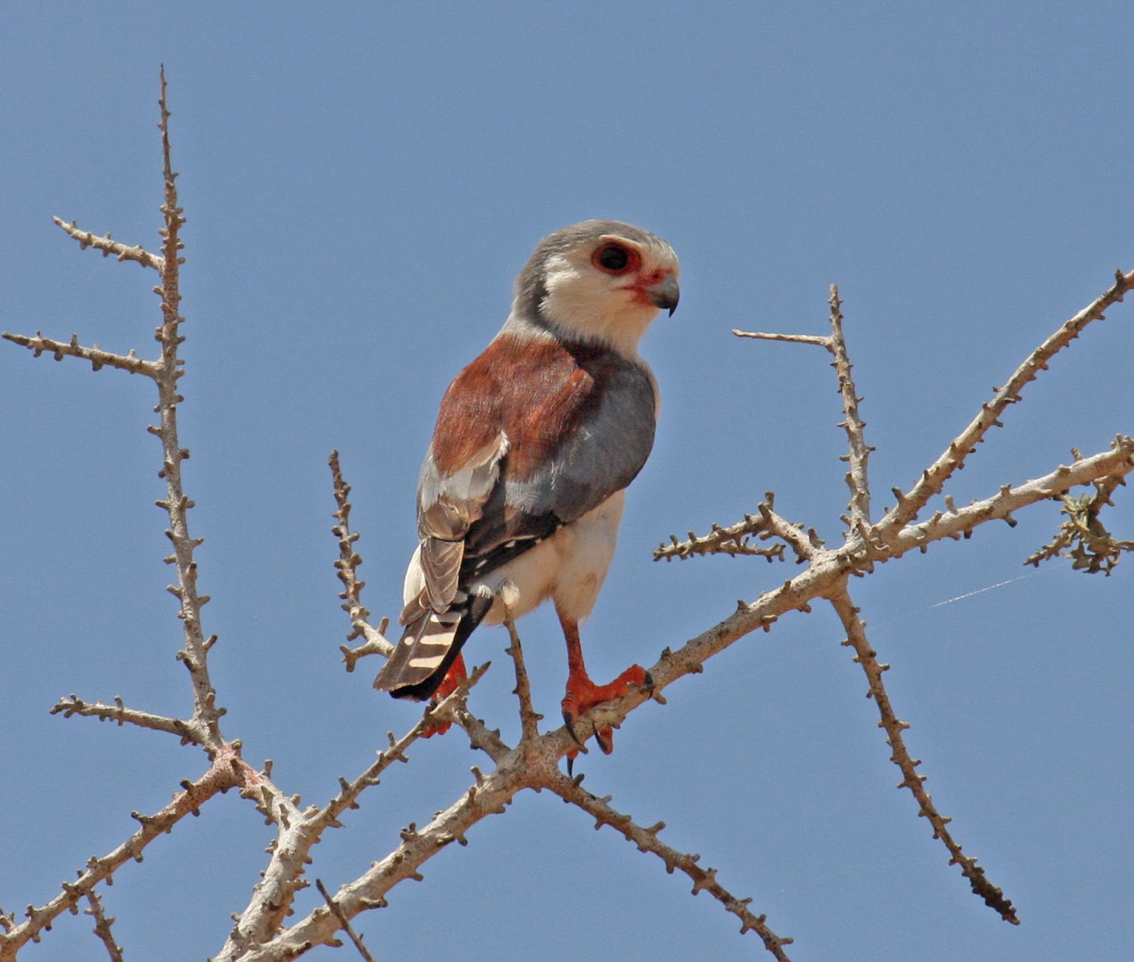 Simon and Karen Spavin: Pygmy Falcon