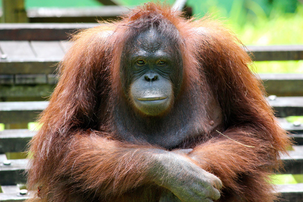 PENGETAHUAN TENTANG ORANG UTAN