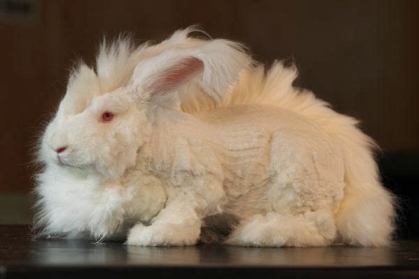 Cute Funny Animalz: Funny Angora rabbit