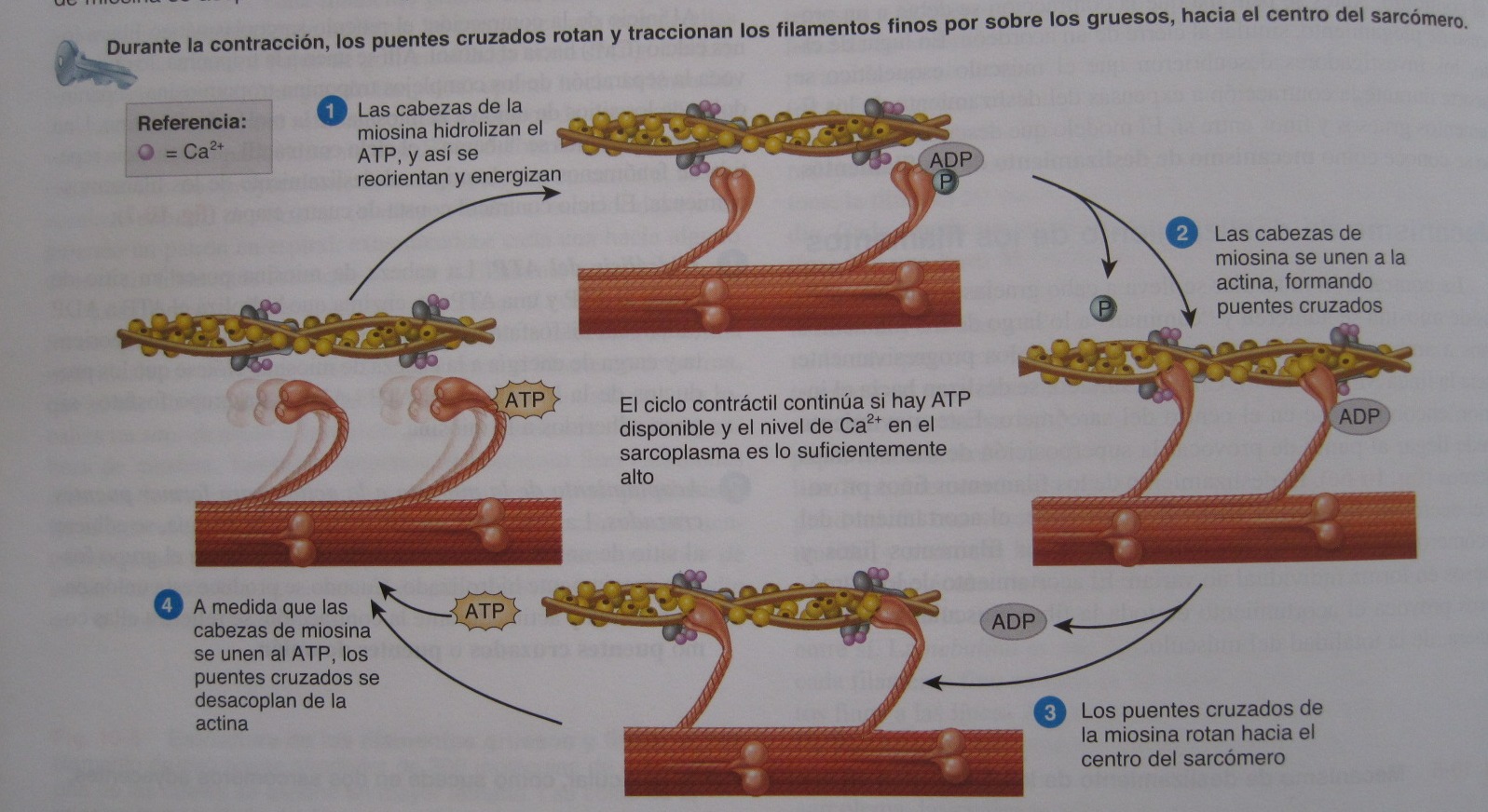 Bailaoras°°°: Sistema muscular