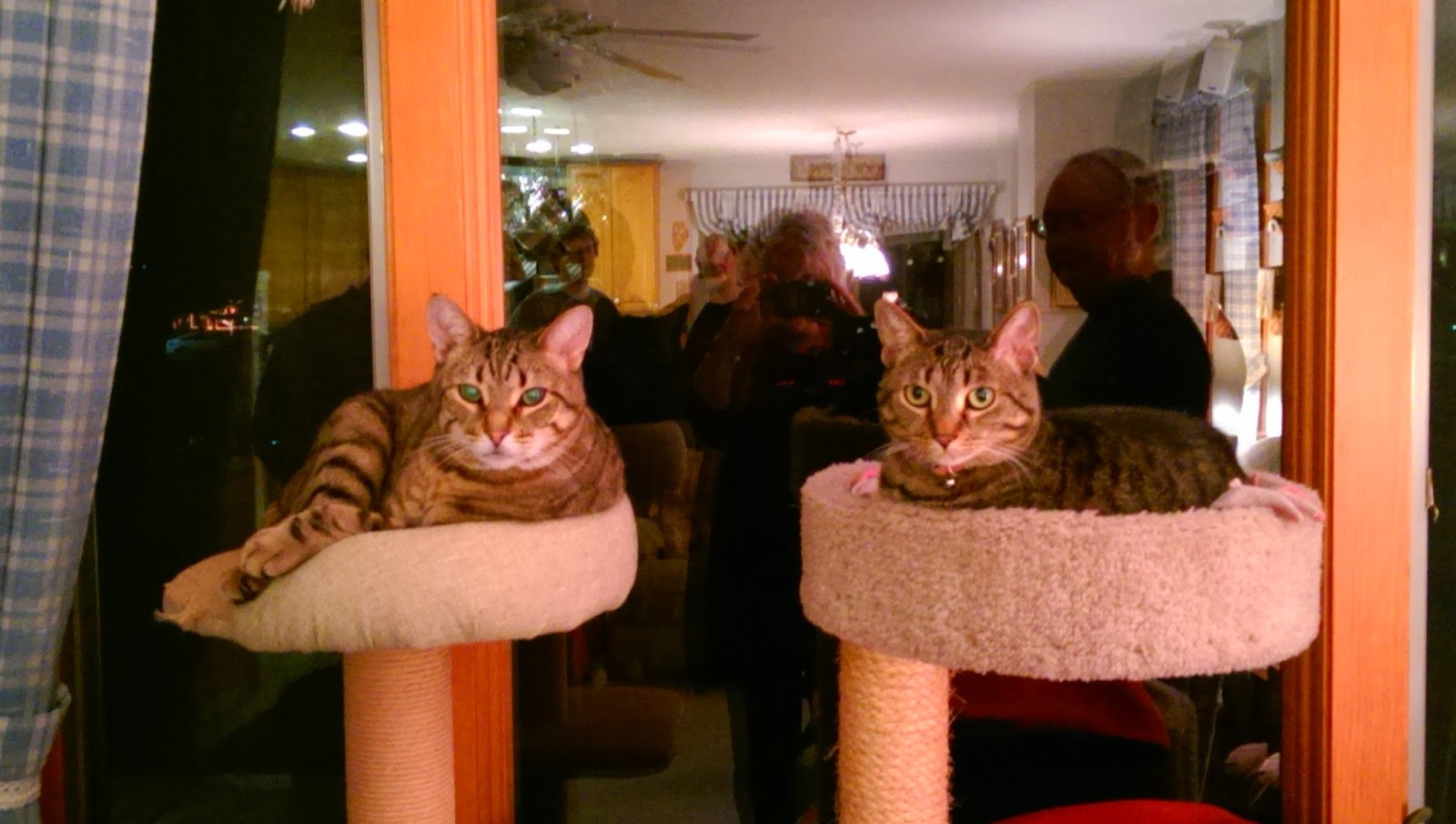 Cindi's Stamping Spot: TGIF Challenge #38 - All About Pets!