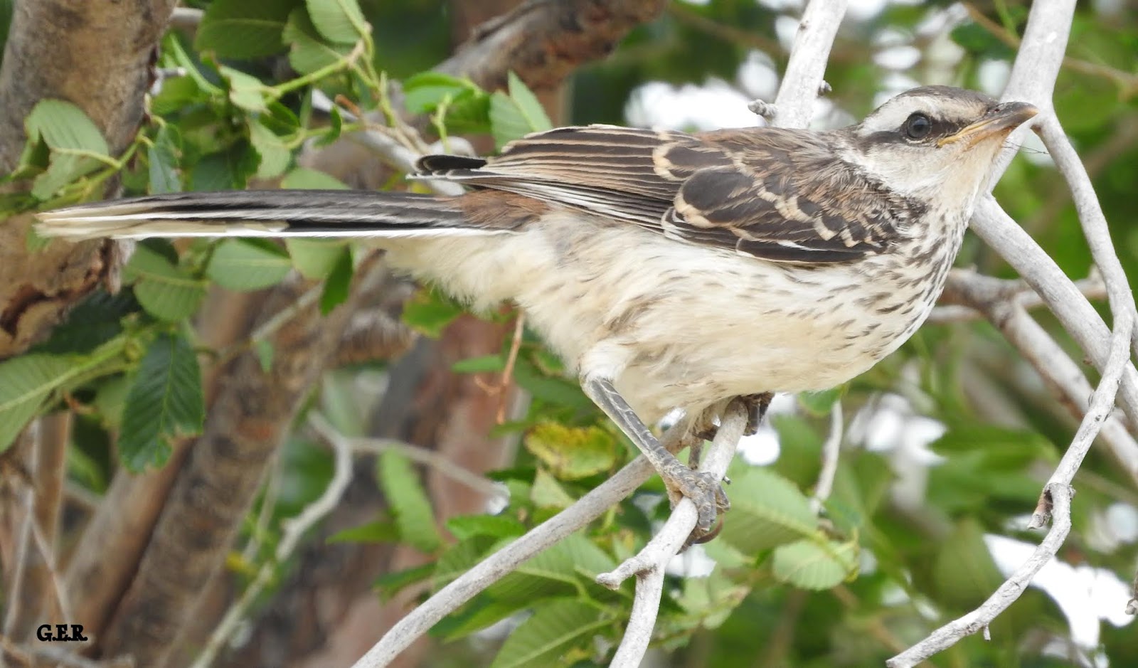 Aves del Golfo San Jorge: Calandria grande (Mimus saturninus)