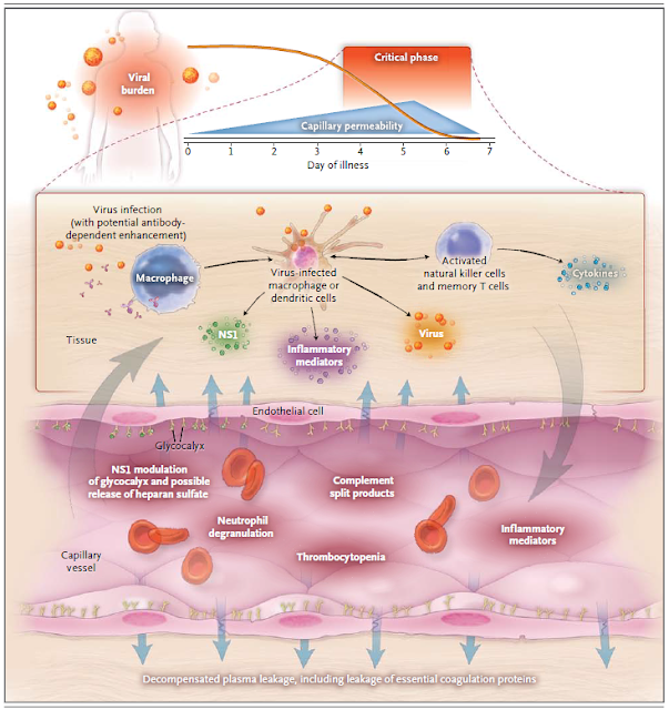 Delving into Dengue, Part 2: Current Dengue Research