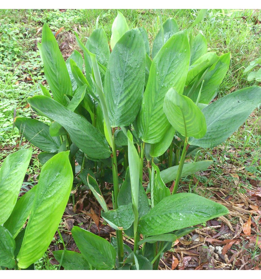 Juan's childhood favororite