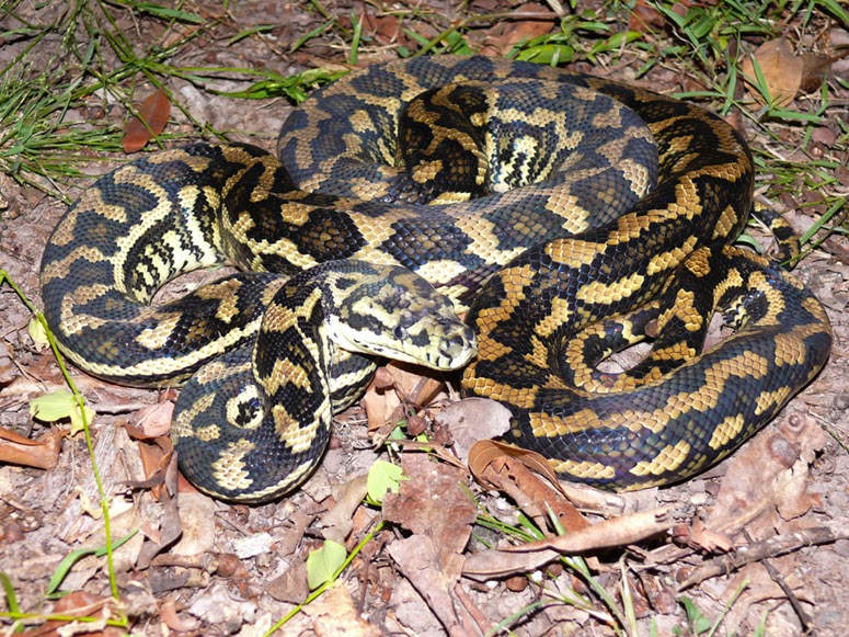 Reptiles and amphibians of South East Queensland: Still waiting for it ...