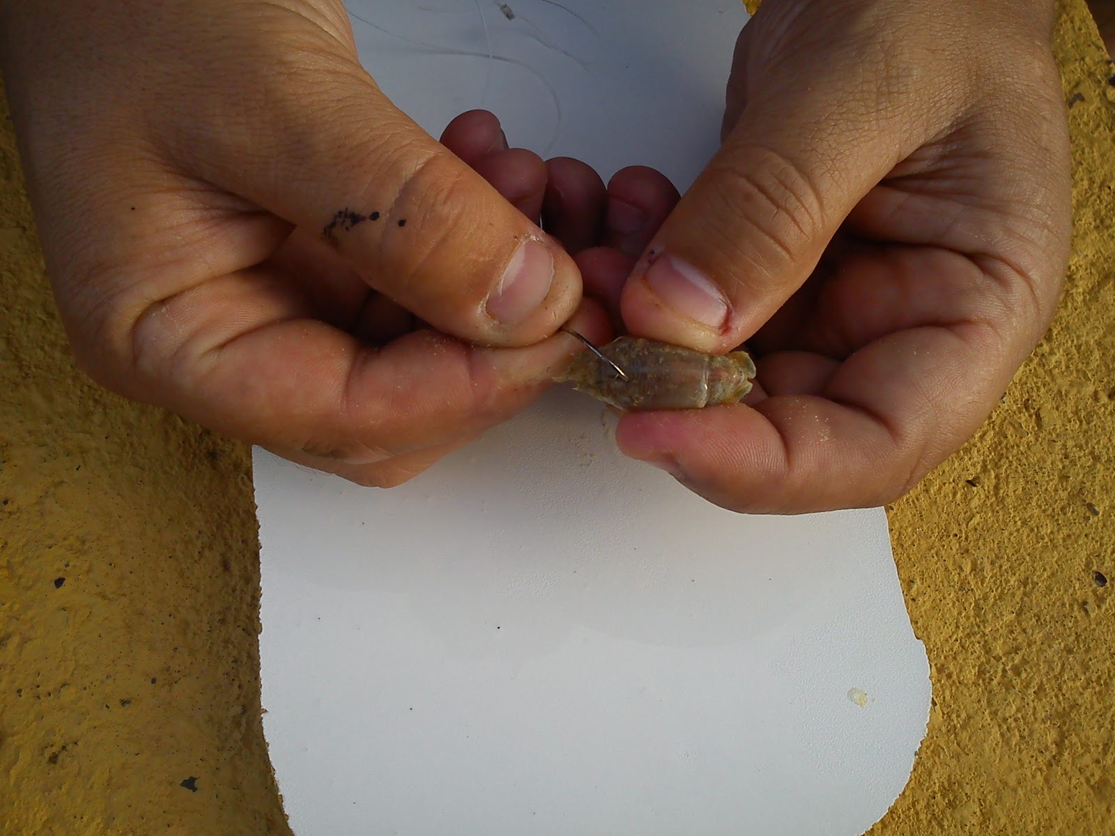 Conversa de Pesca: Iscando com Tatuíra Mole