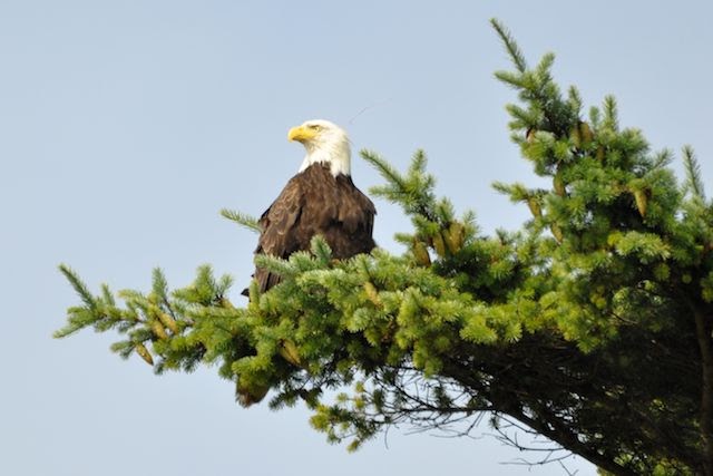 Orca Watcher: August Birds