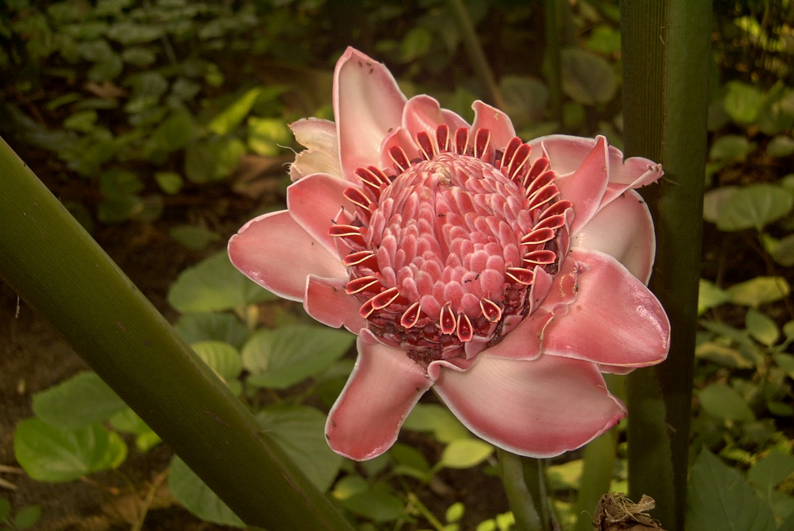 Flowers: Etlingera elatior (torch ginger)
