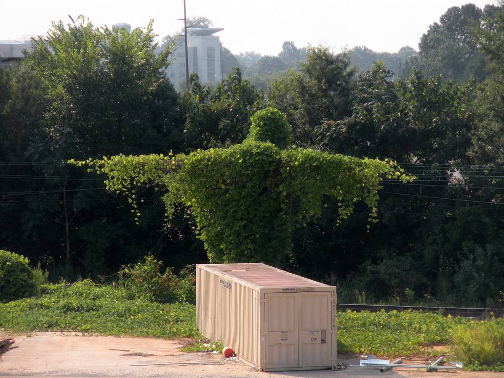 The Day of the Kudzu ~ Kuriositas