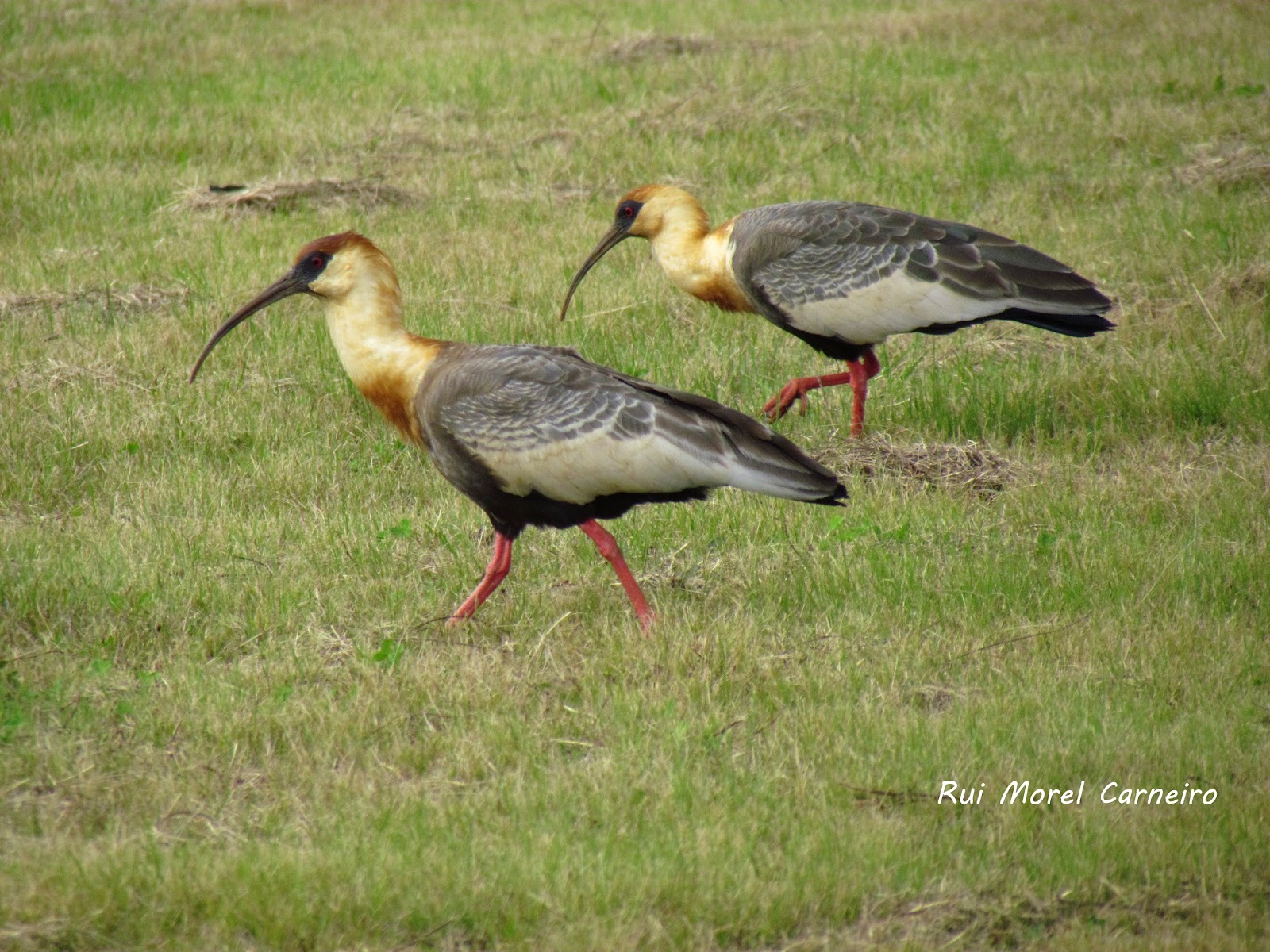 Desde Guarapuava: Curucaca