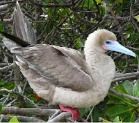 Tongan Tropical Moist Forests: Avifauna