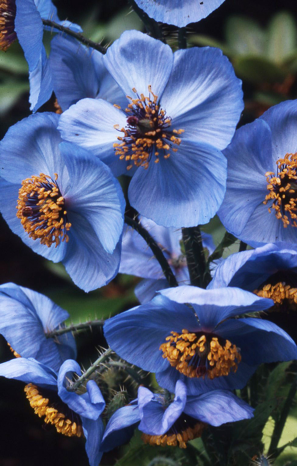Meconopsis World - A Visual Reference: Meconopsis latifolia