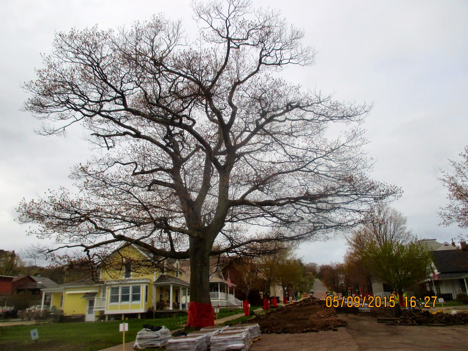 Art's Bayfield Almanac: PROTECTING A HISTORIC BAYFIELD TREE DURING ...