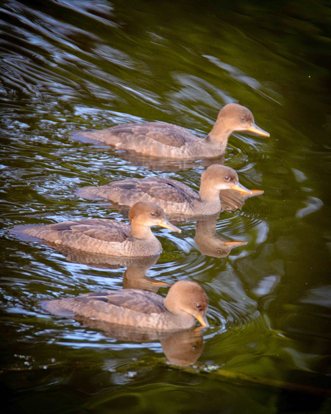Savoring Servant: Common Merganser Ducklings