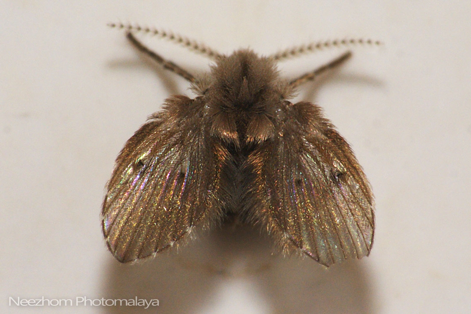 Moth wings patterns collection ~ Neezhom