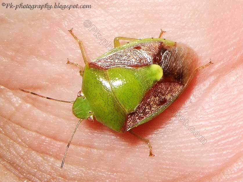 Green Stink Bugs Pictures | Nature, Cultural, and Travel Photography Blog