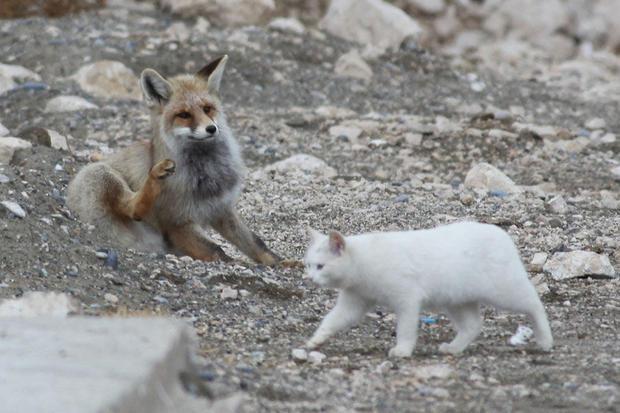 White Wolf : A cat and a fox form an unlikely friendship (Photos - Video)