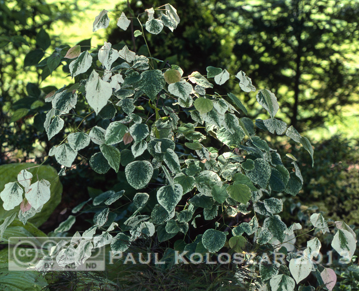 Continuous Interest: A Cercis sampler.