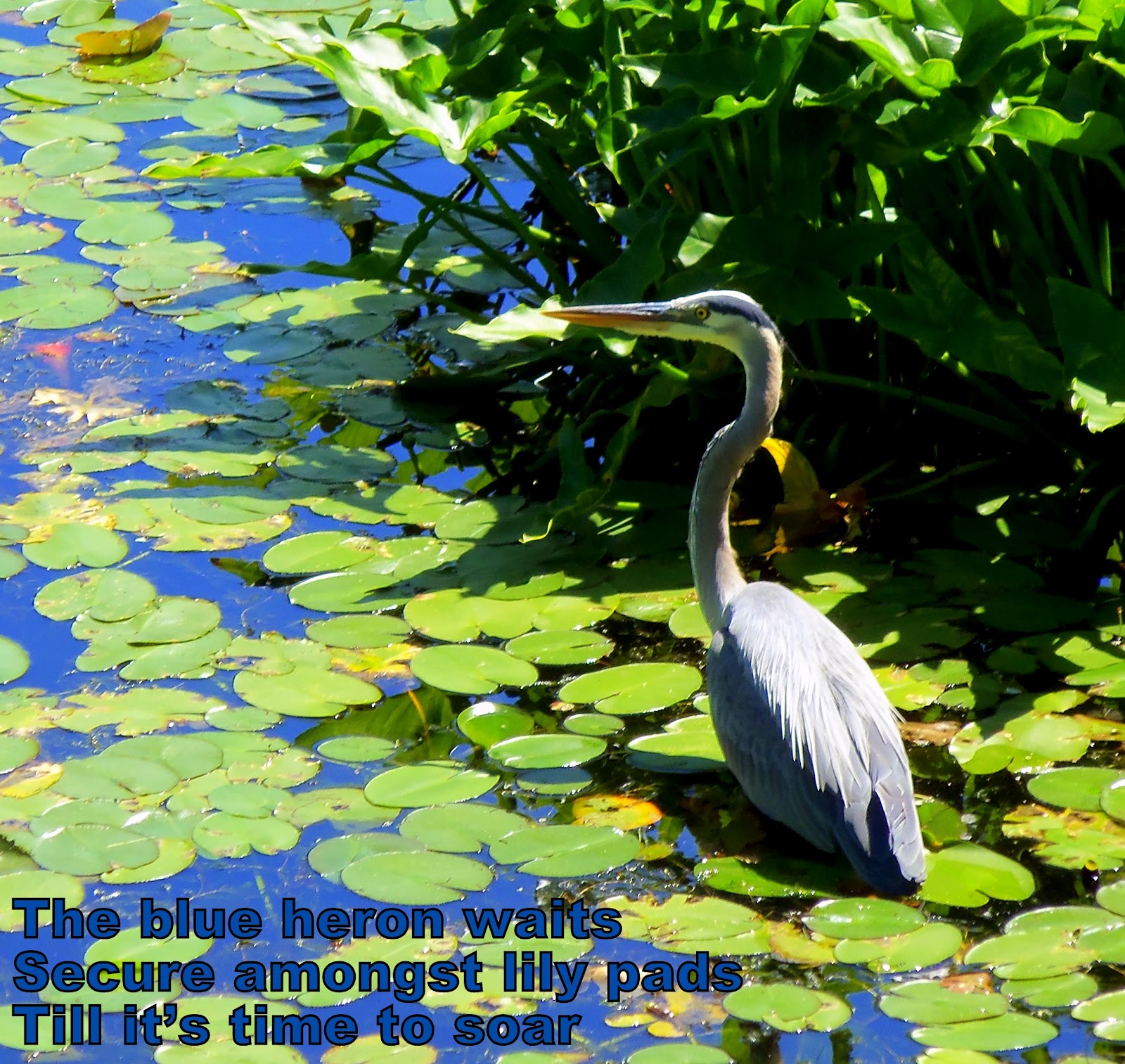 Haiku Creations: Blue Heron