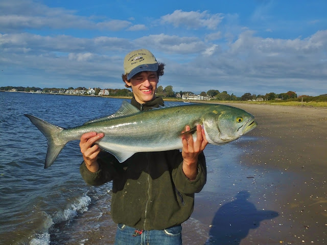 Connecticut Fly Angler: Species Profile: Bluefish