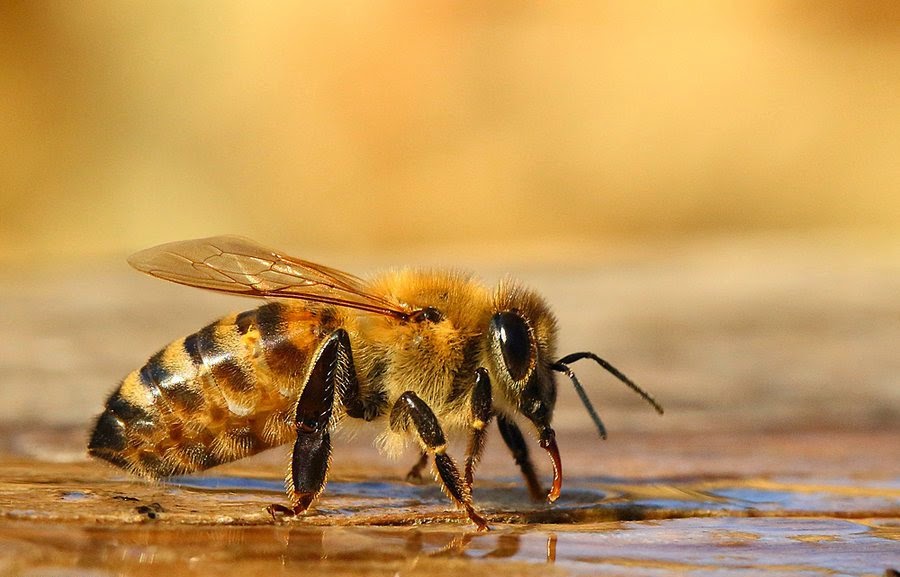Corona Apicultores: HISTORIA EVOLUTIVA DE LAS ABEJAS