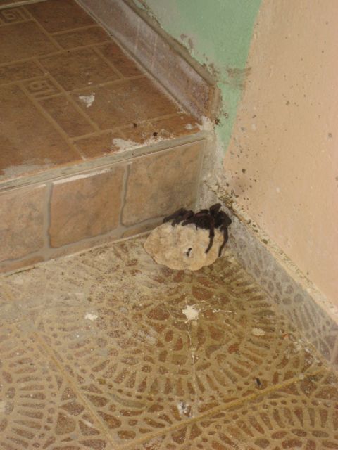 SO Many Cacatas! | Live This Life: Dominican Style