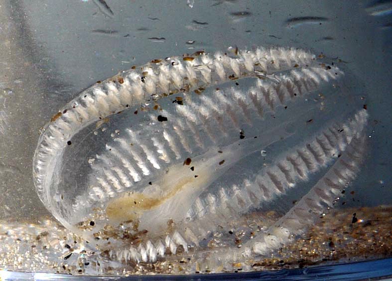 CABINET OF CURIOSITIES: A Sea Gooseberry