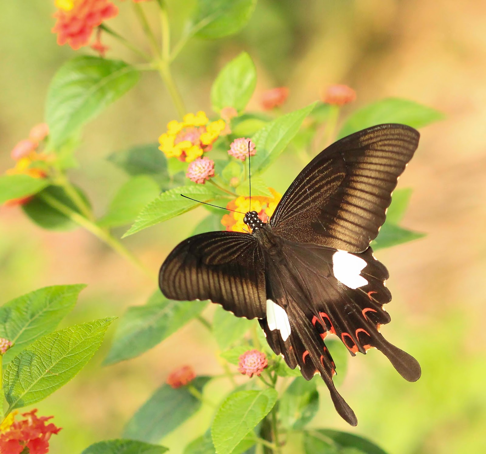 Butterflies of Vietnam: 147. Papilio helenus helenus (The Red Helen)