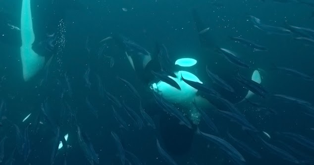 Film Photo Adventure: Carousel Feeding Orcas