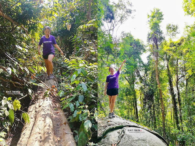 Bukit Tokun 大山脚卓坤山[必拍]大树 - 乐飞翎 ♥ LUVFEELIN
