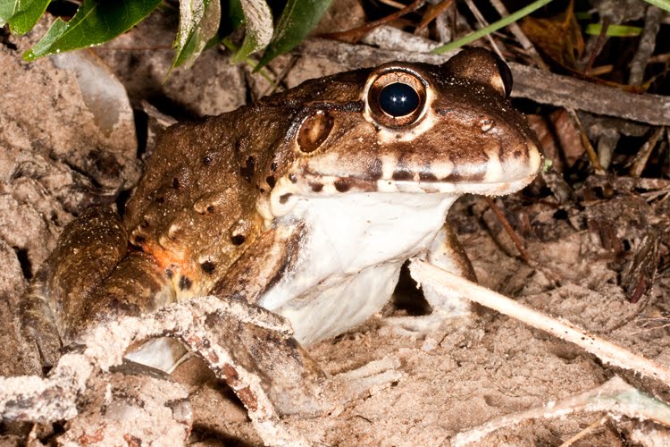 EDP-IV: Algumas considerações sobre a Rã Pimenta (Leptodactylus ...