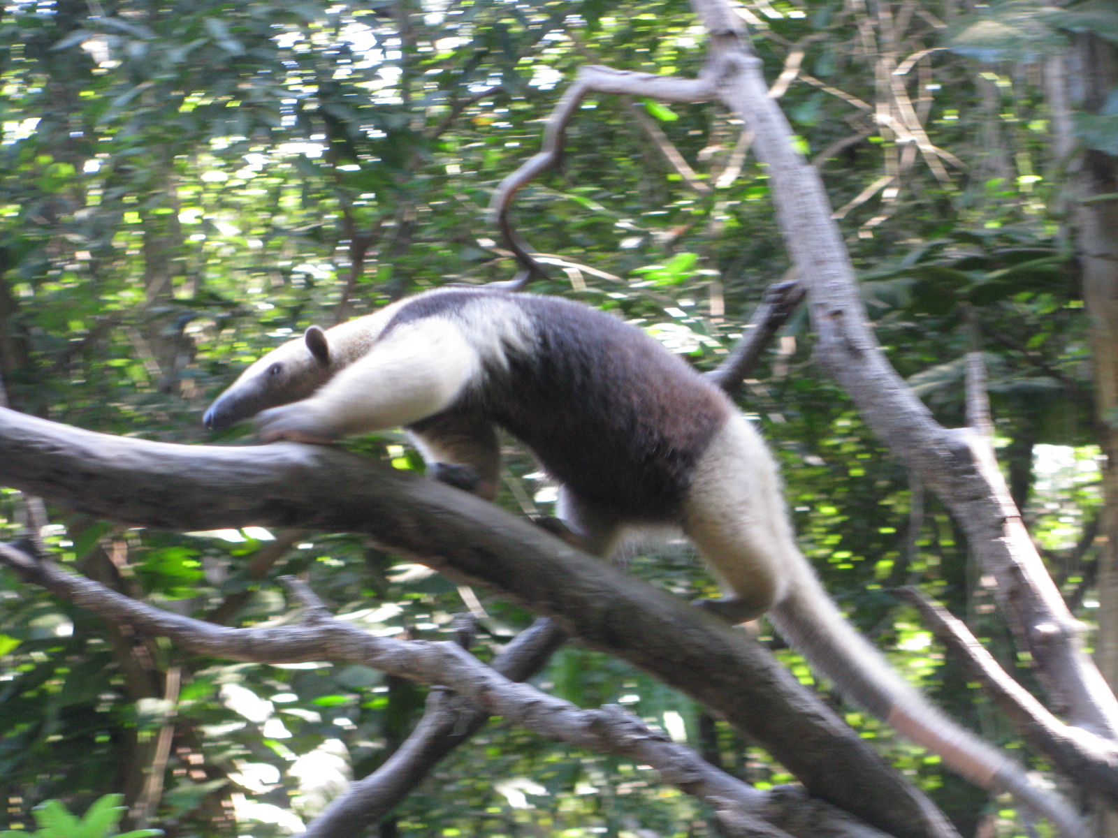 Nicole goes to Mexico: Animals from the jungles of Chiapas.
