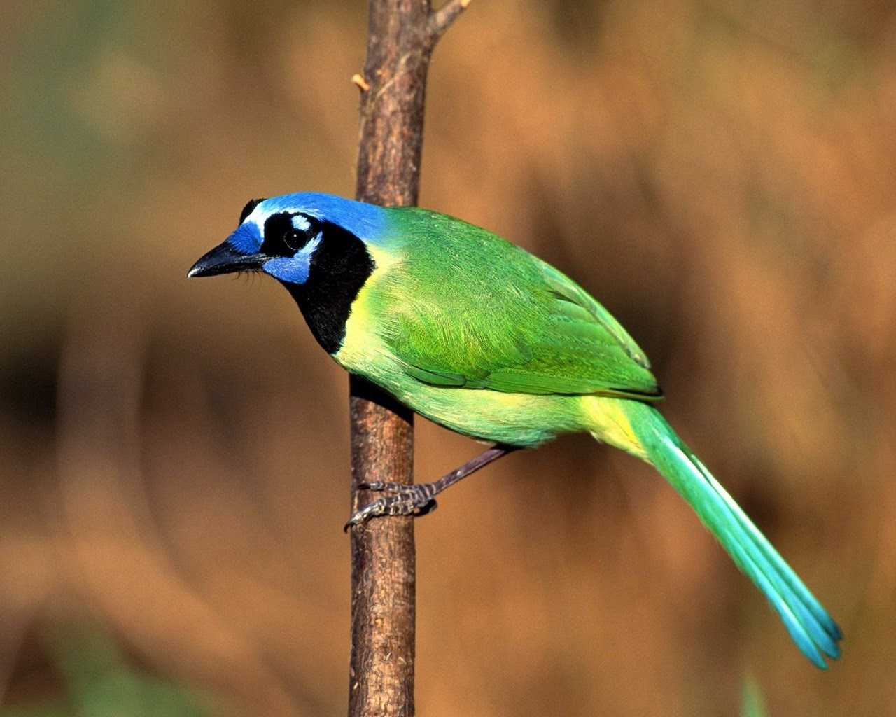 Lovable Images: Birds Wallpapers Free Download || Wonderful Birds Hd ...