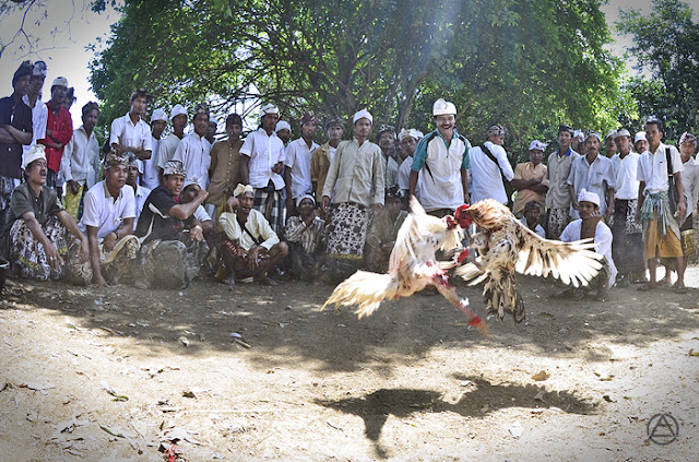 Sabung Ayam Dalam Budaya Indonesia - Bali, Toraja dan Jawa - Berita ...
