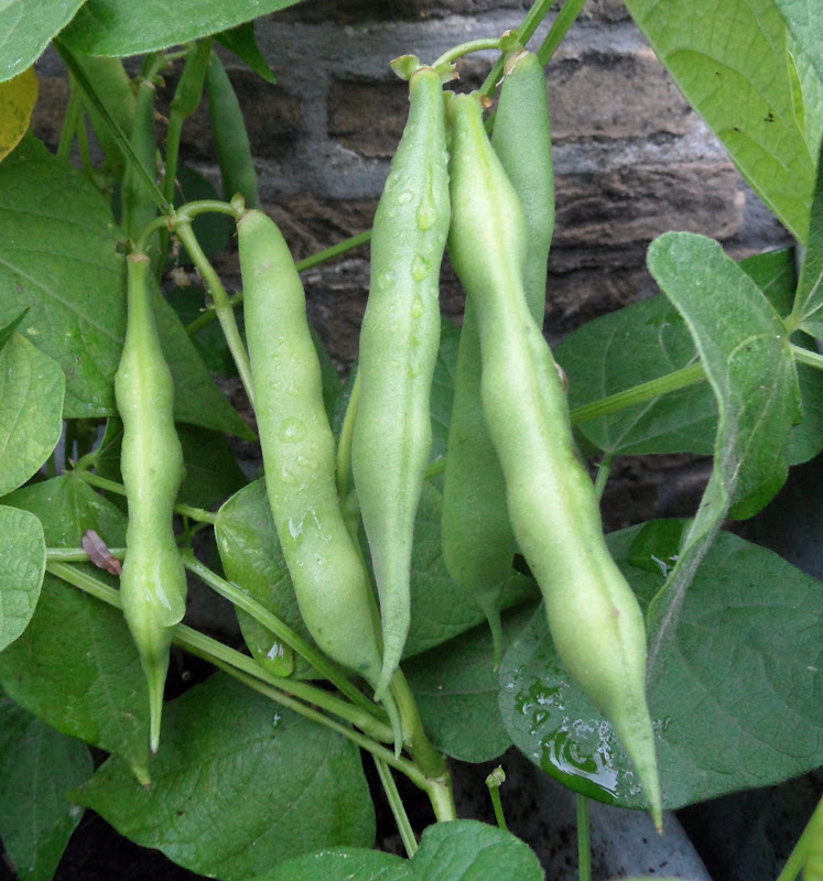 Ontdekking van Groningen: Blij met bonen