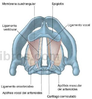 Esqueleto laríngeo | Primera parte