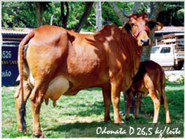 Zootecnia é 10: Principais raças produtoras de leite no Brasil - Parte VI