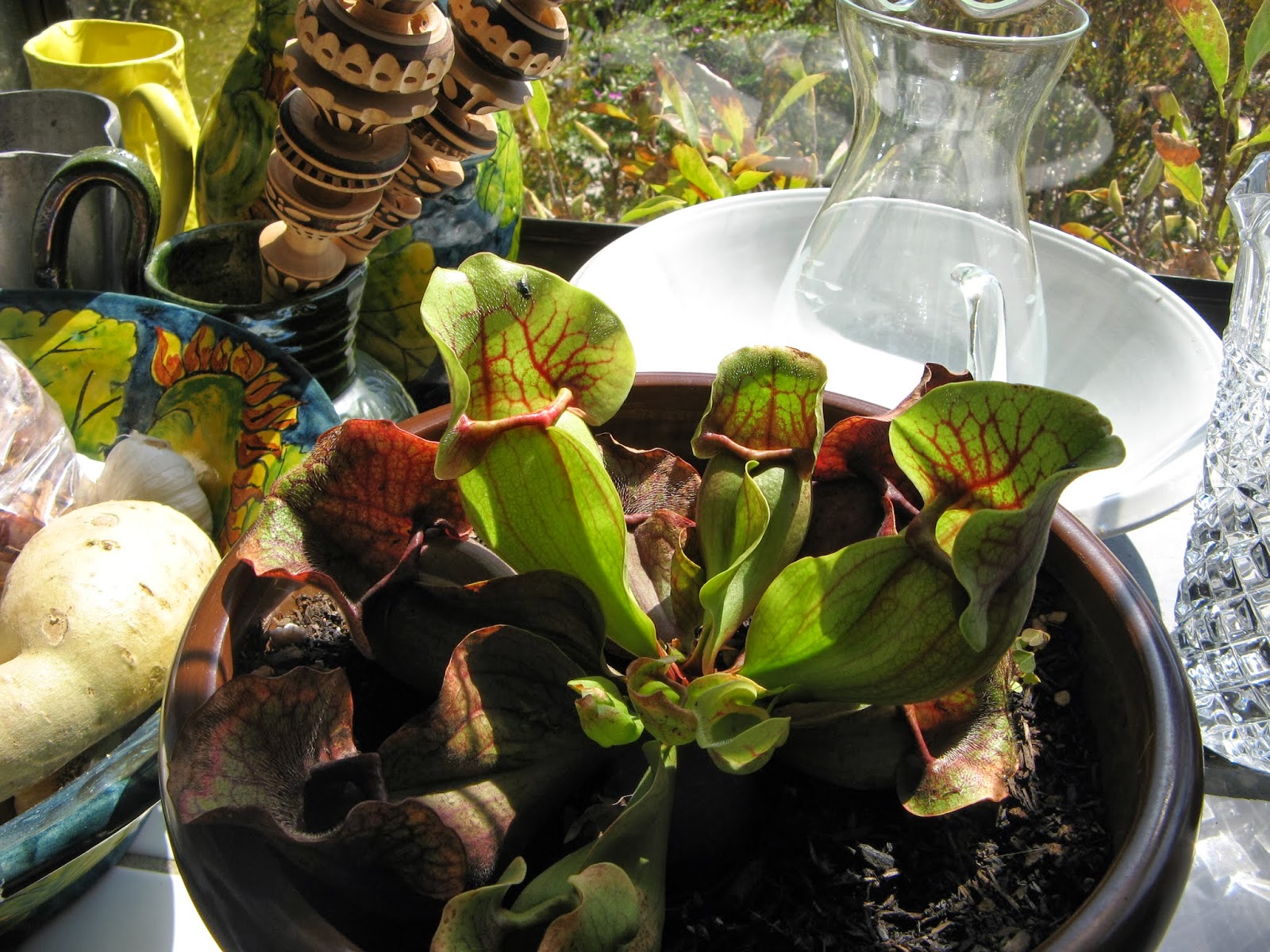 TRAVELS (and more) WITH CECILIA BRAINARD: My Cannibal Pitcher Plant ...