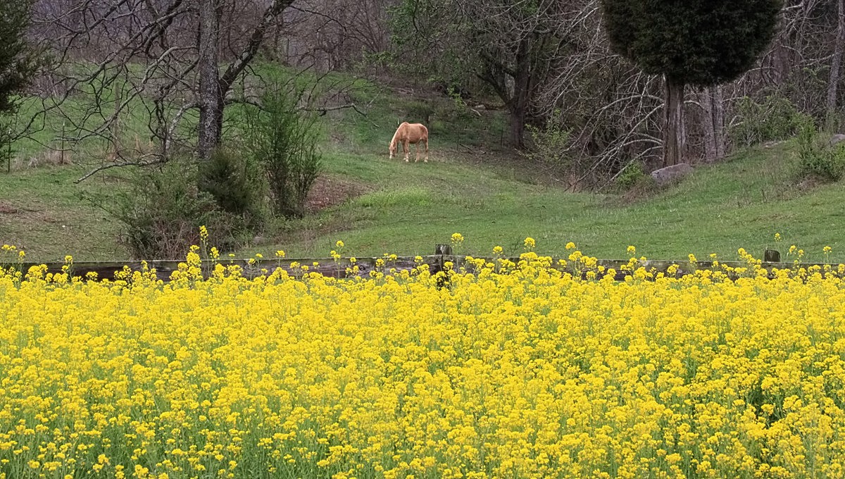 Gary's Outdoor Wanderings2: RUSTIC SCENES