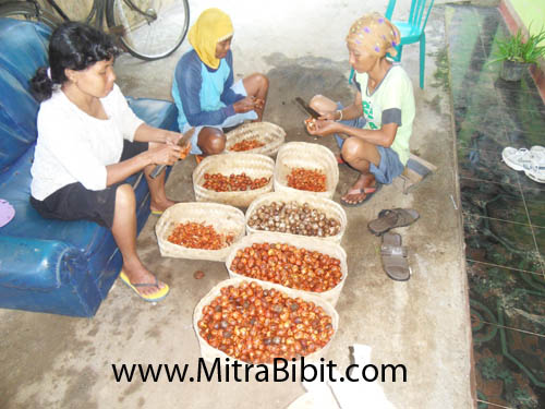 CV. Mitra Bibit: Biji Pala