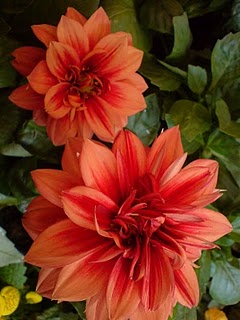 Gradina Fermecata: Dalia Pitica