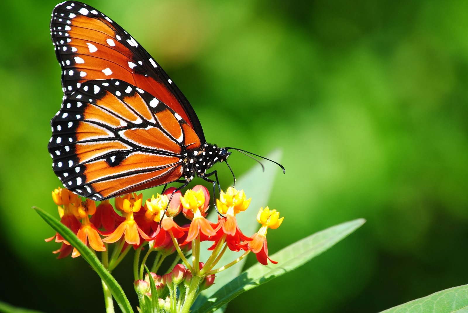 Butterfly Desktop wallpapers ~ Allfreshwallpaper