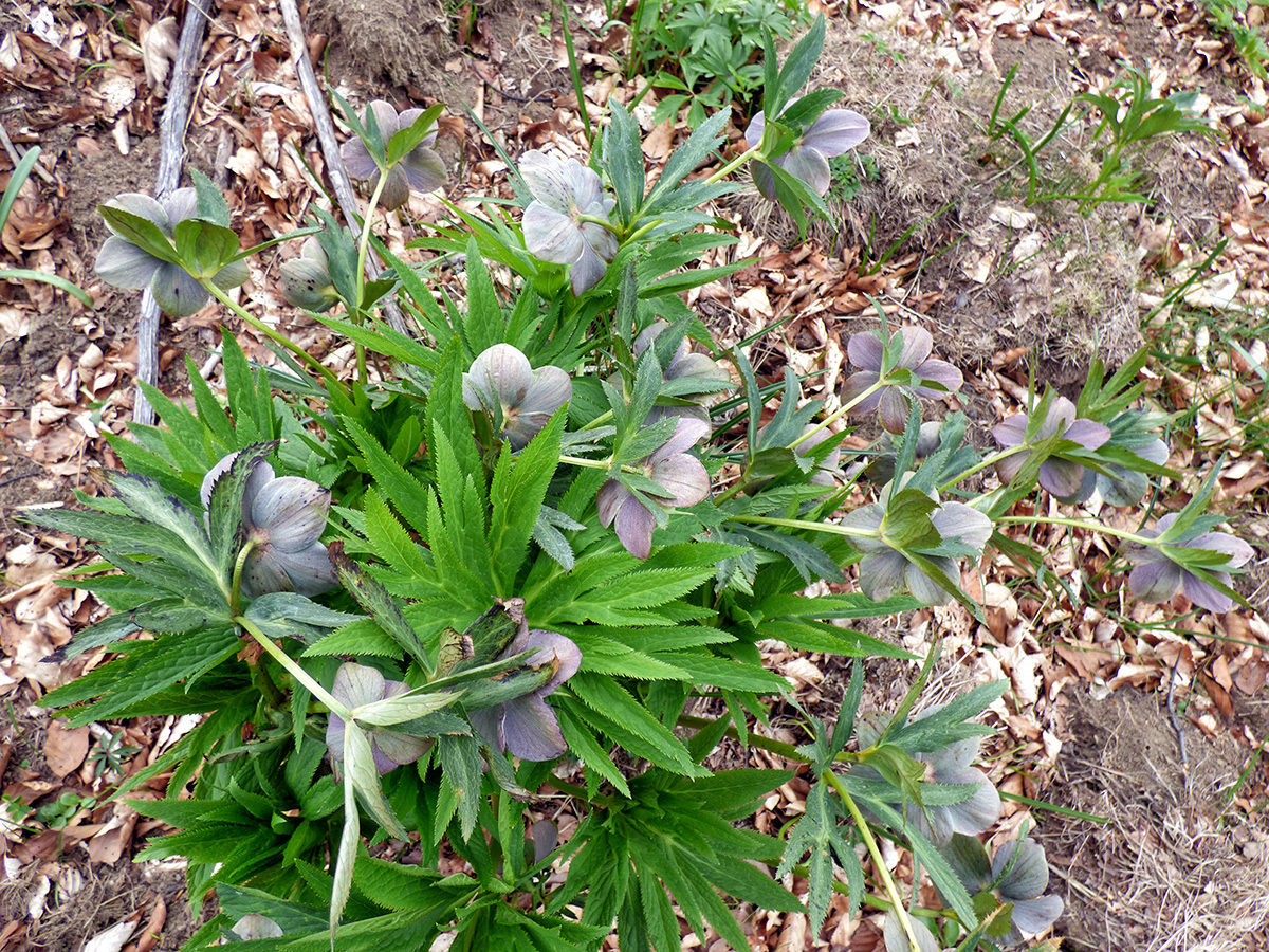 Flori din Padure: Spânzul, Floarea Magica din Carpati - Zana Florilor