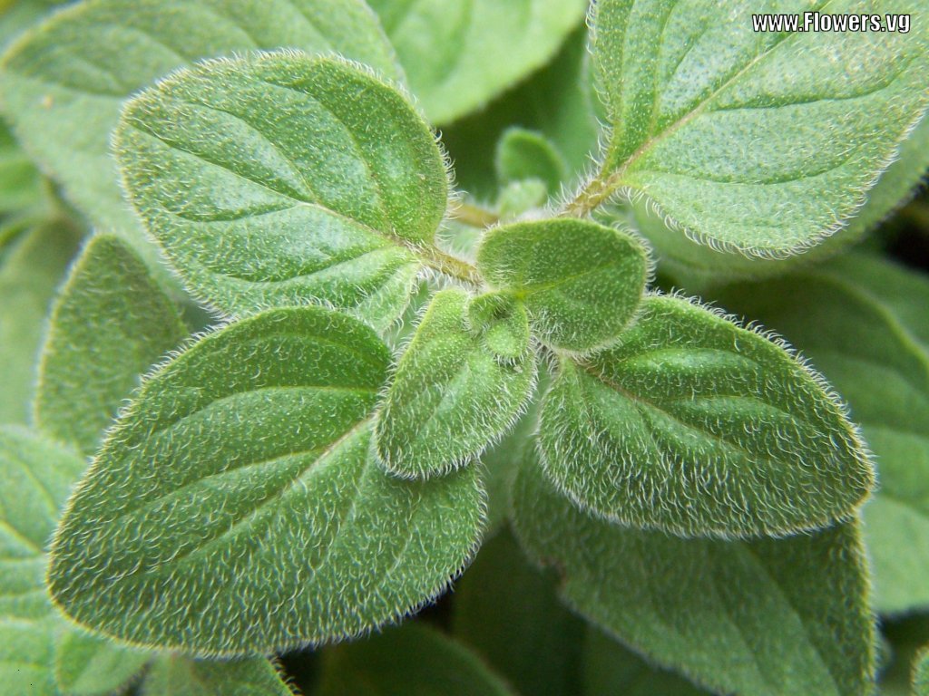 Mangoconarrozdos: julio 2016