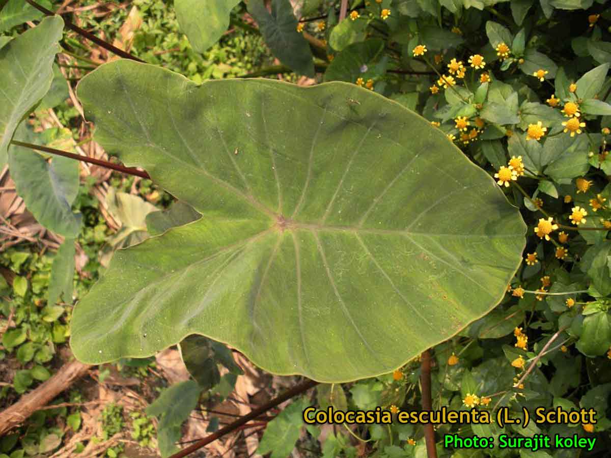 Medicinal Plants: Colocasia esculenta, Taro, Colocase comestible ...