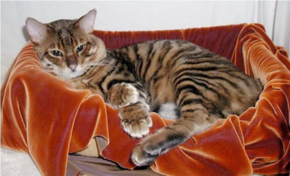 Fakta Unik dan Jenis-Jenis Kucing di Dunia