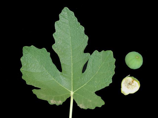 Caprifig B Fig - Var Tin