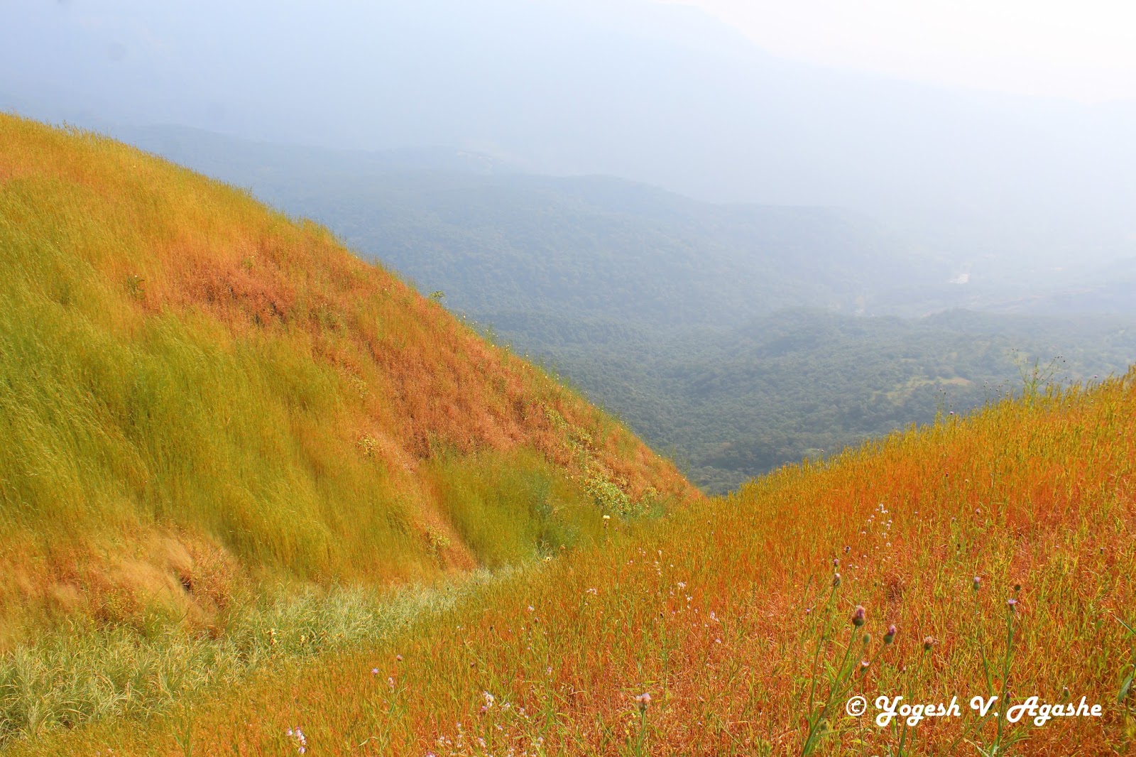 Yogesh V. Agashe Travel Photography: Amboli, Sindhudurg Travel Photography