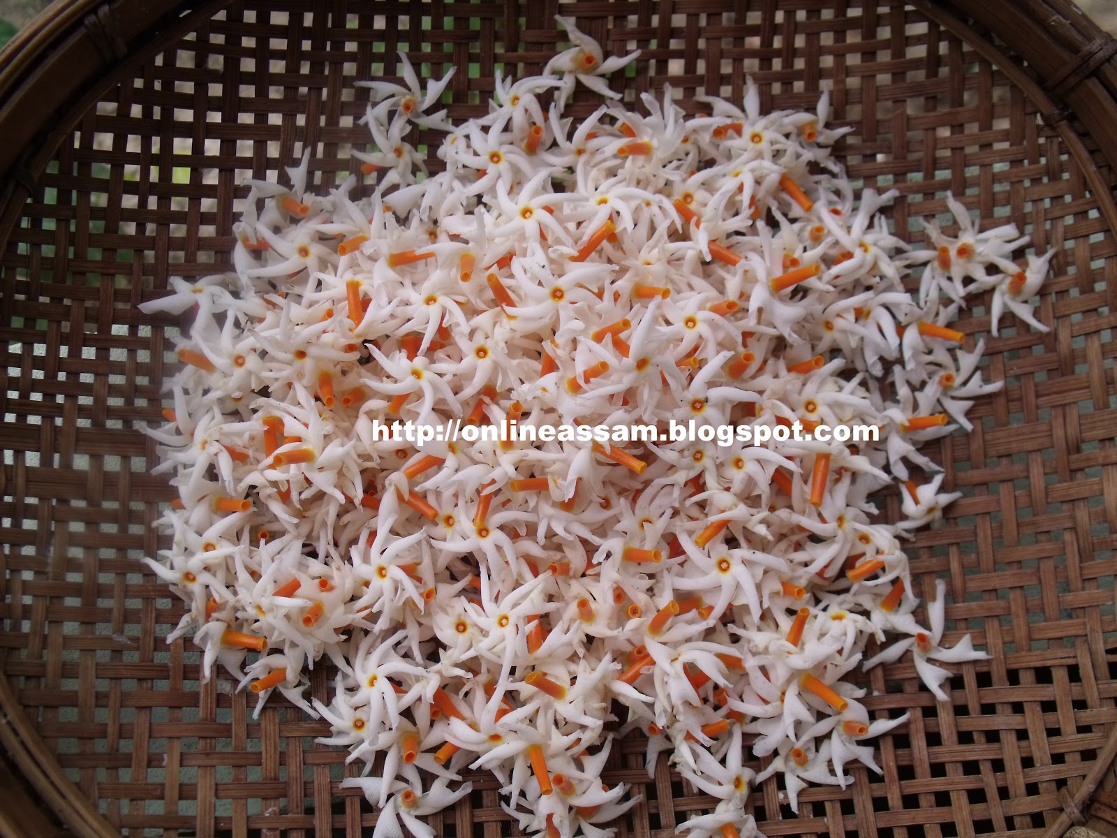 All About Assam: Assam pictures