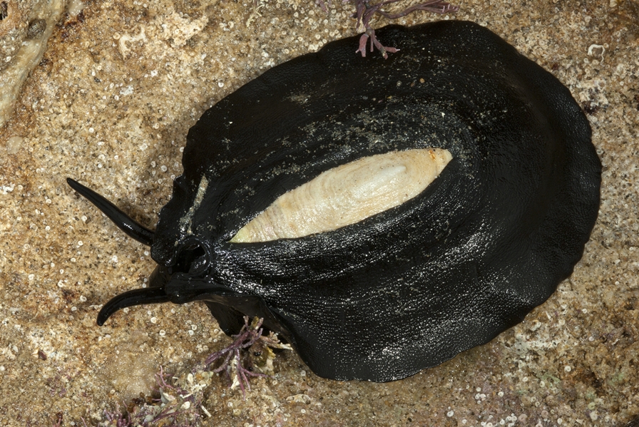 Variety of Life: Fissurellidae